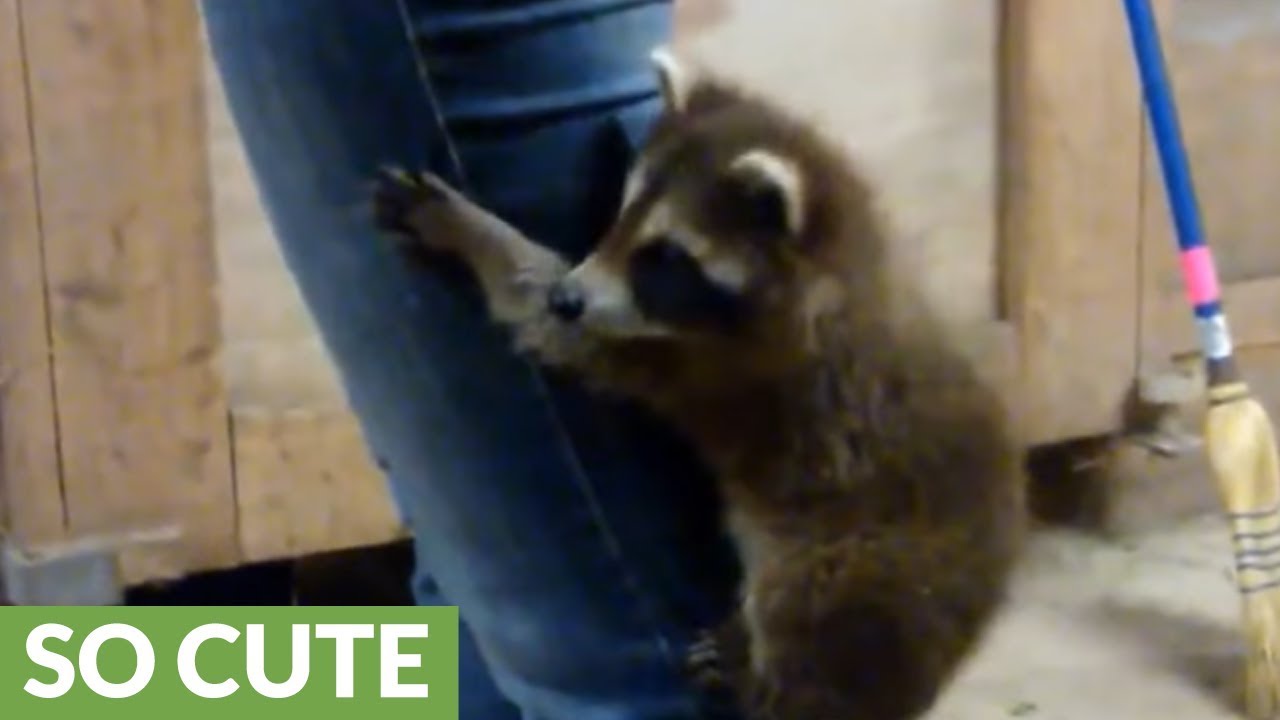Raccoon reunites with rescuer after year apart - YouTube