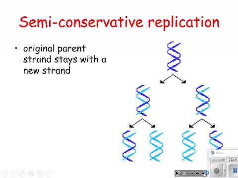 Notes DNA Replication Flip Book Day 1 - YouTube