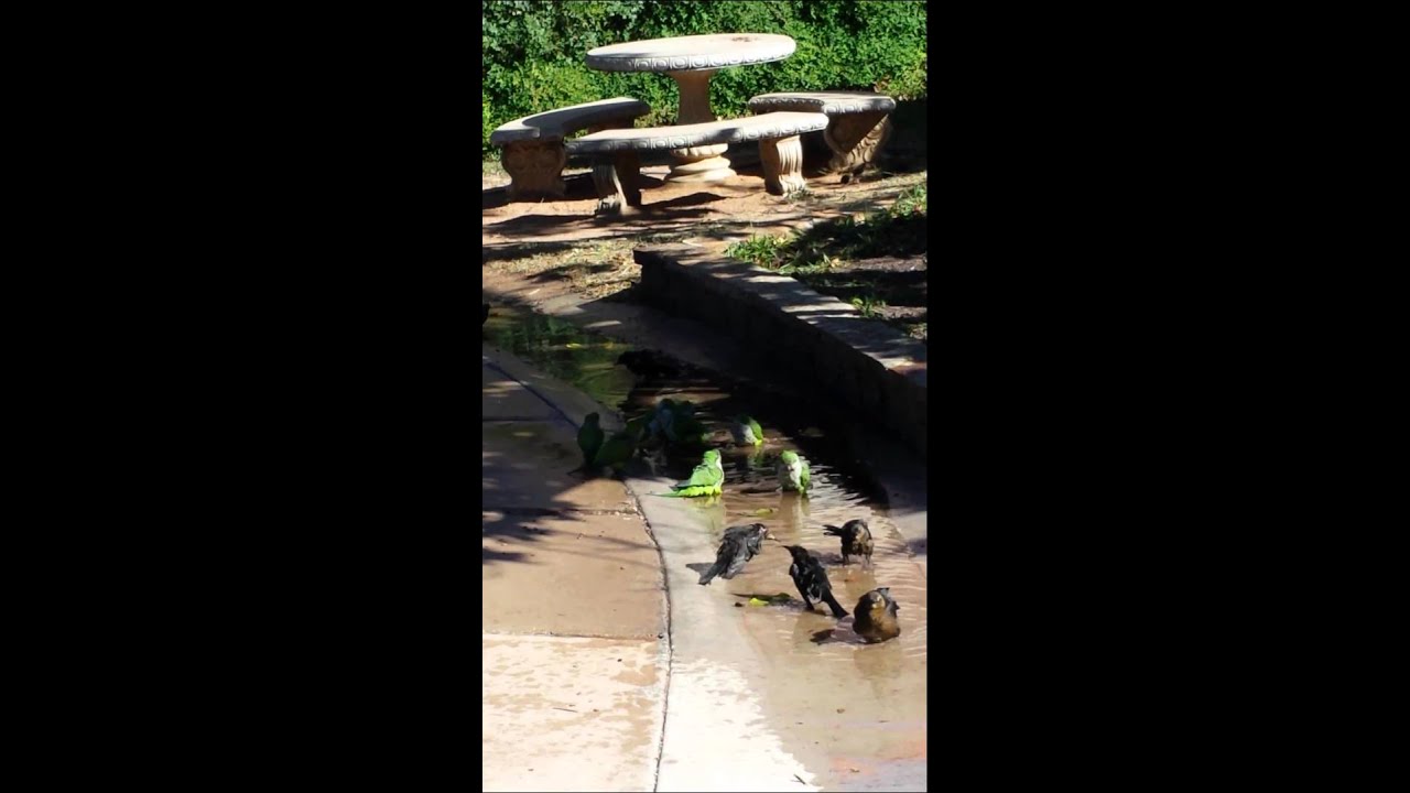 Wild parrots found in Austin, TX - YouTube
