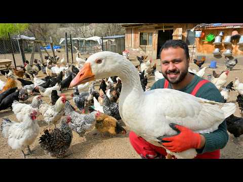 Erkek Kaz Hediye Geldi! 🎁🦢 | Cüce Minik Civcivler Çıktı 🐣 | Çatıda Gurk Tavuk Buldum | Çiftlik