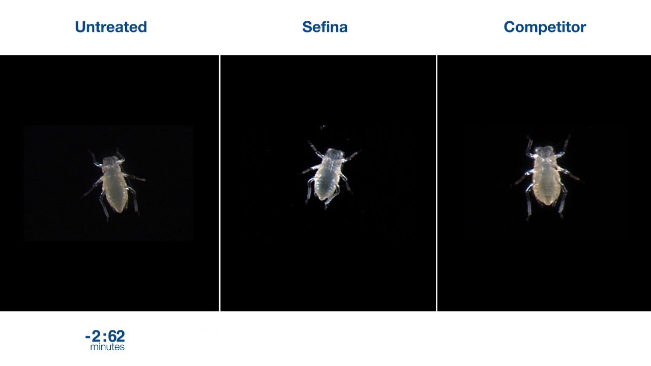 Sefina™ Insecticide Powered by Inscalis: Aphid Time-Lapse | BASF - YouTube