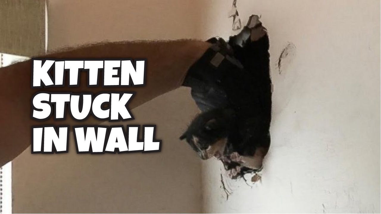 Kitten Stuck in Wall rescue - YouTube