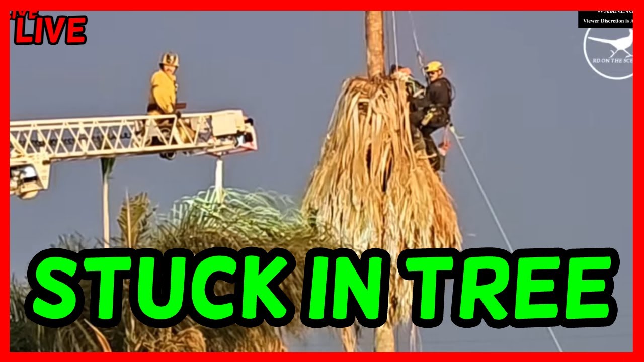 Man Stuck in Palm Tree. Live - YouTube
