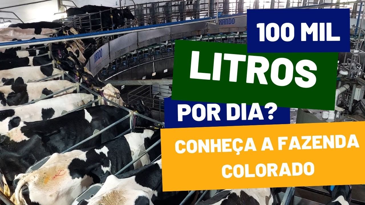 100 mil litros por dia? Conheça a Fazenda Colorado, maior produtora de ...