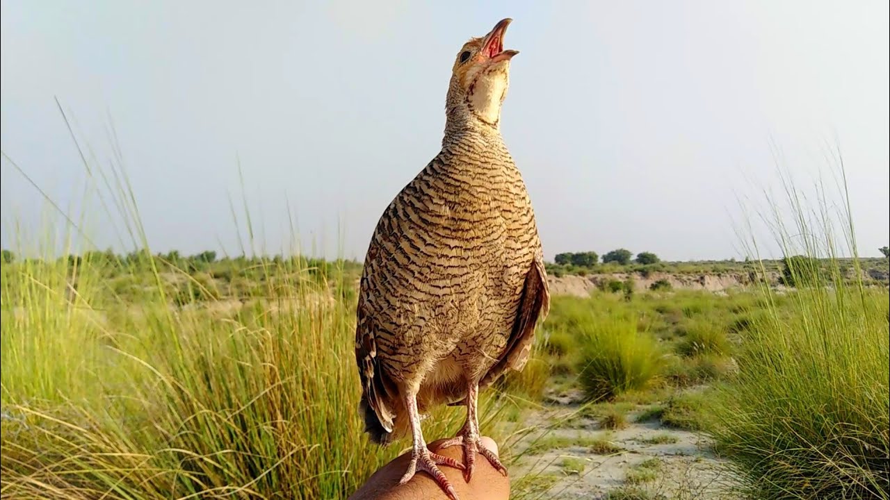 teetar sound | tetar awaz | Gray francolin teetar sound | 25/09/2020 ...