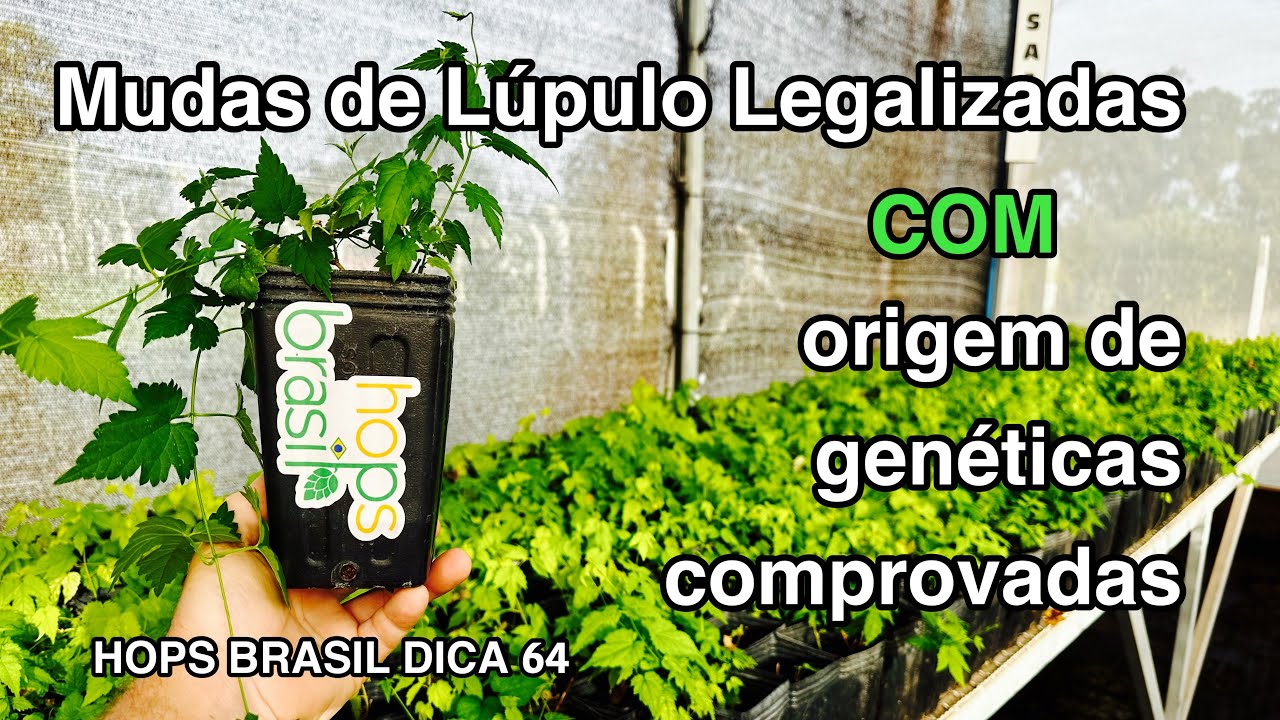 MUDAS DE LUPULO COM ORIGEM DE GENÉTICAS COMPROVADAS!! HOPS BRASIL TIP ...