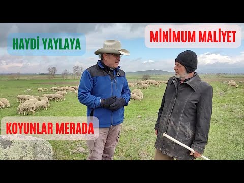KOYUNLAR MERAYA ÇIKIYOR | ÇOBAN İLE SOHBET | BOLU DÖRTDİVAN