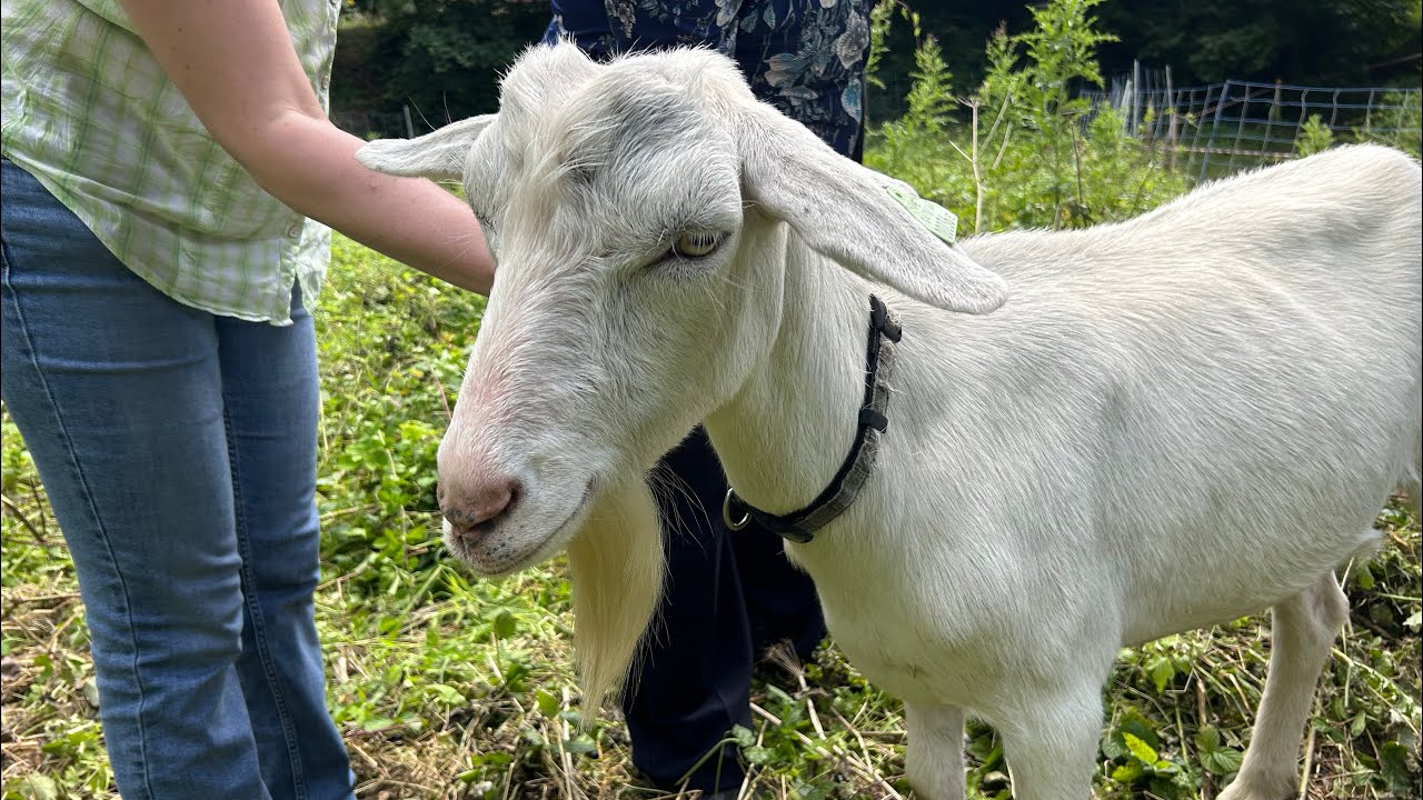 Voices of Cork - Goats at Beaumont Quarry, Cork, 27 July 2023 - YouTube