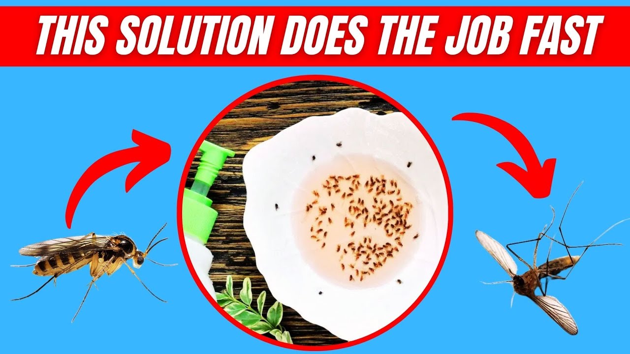 How to Get Rid of Gnats in Your House Fast - YouTube