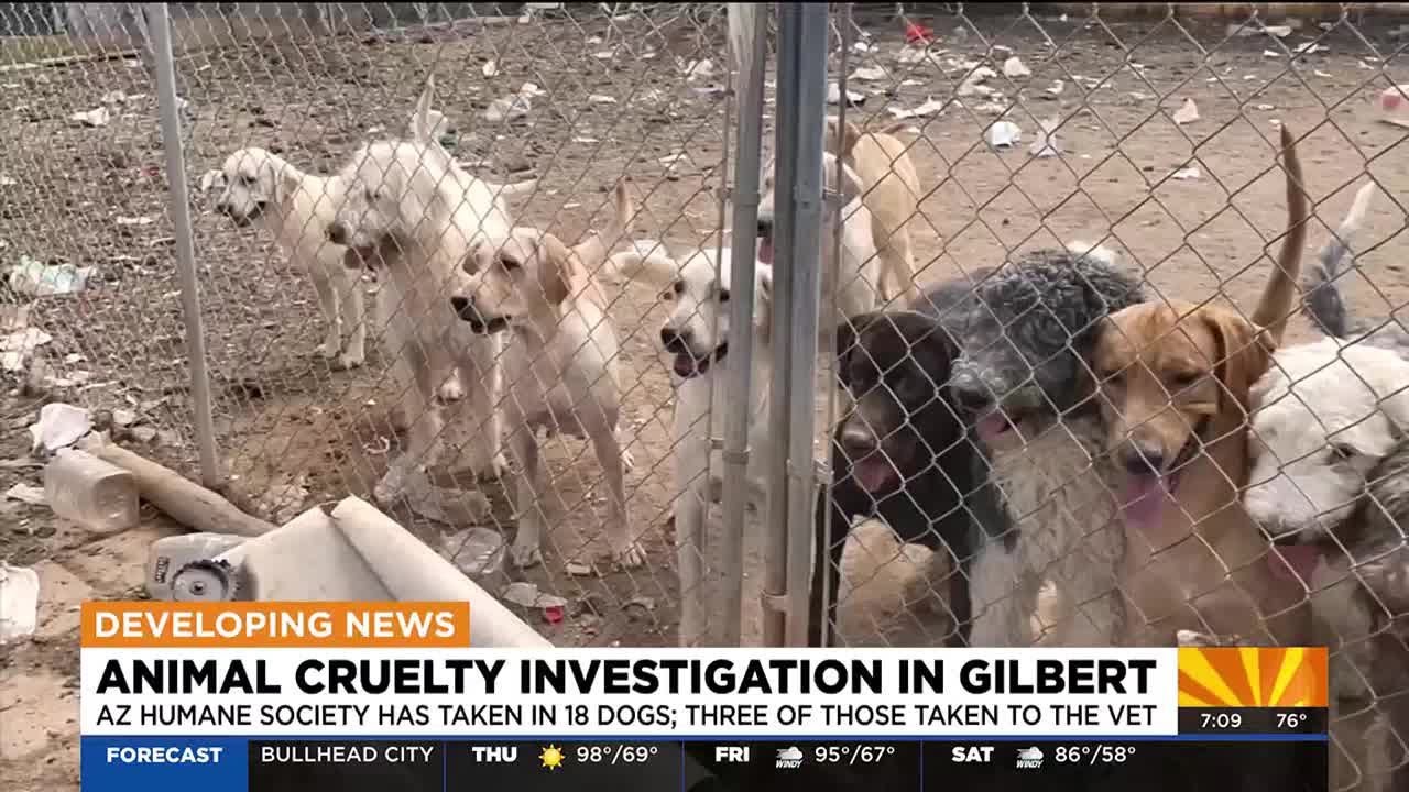 Neighbors shocked after nearly 20 dogs rescued from Gilbert home - YouTube