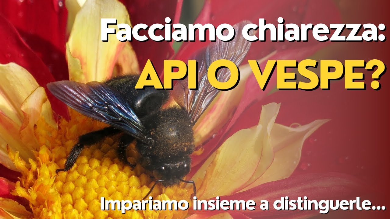 Api o vespe? Impariamo a distinguerle! 🐝 - YouTube