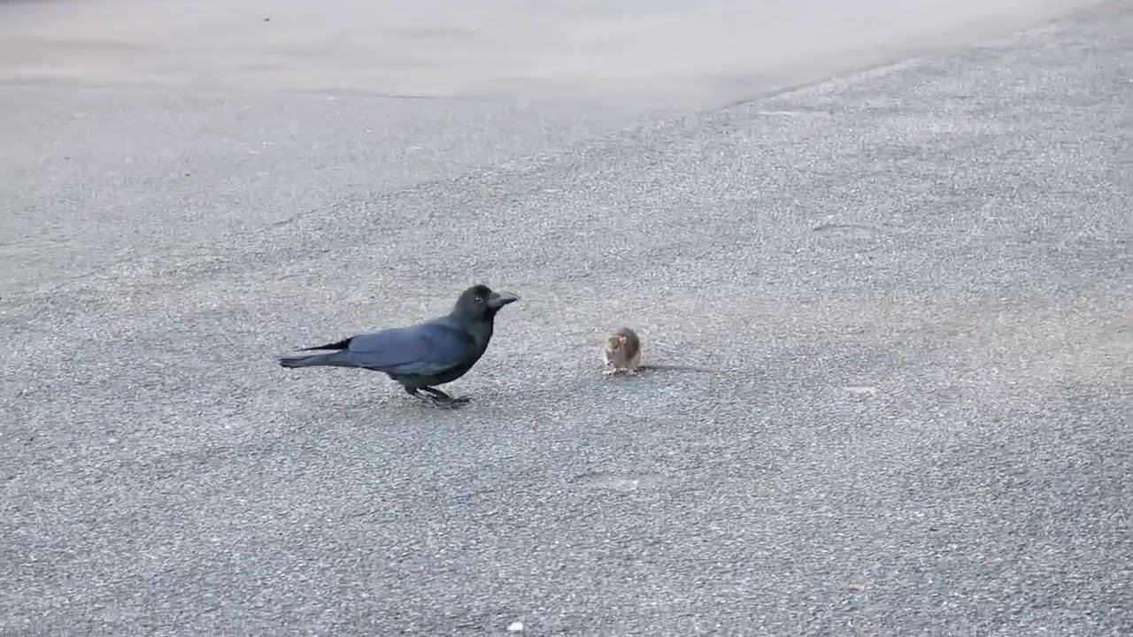 Black Crow Vs Rat Animal Video 2019 - YouTube