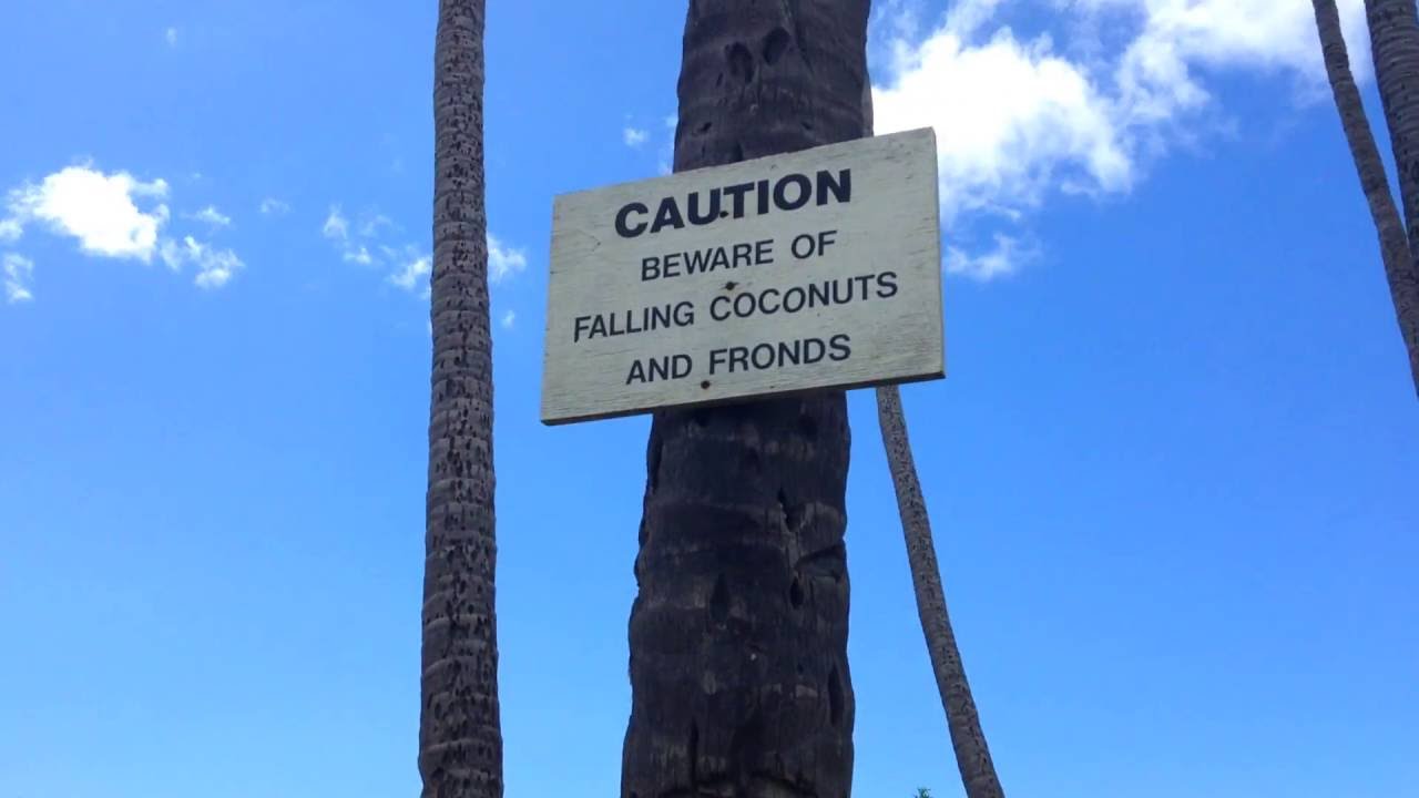 FALLING Coconuts Warning @ Whittington Park, Na'alehu, Big Island ...