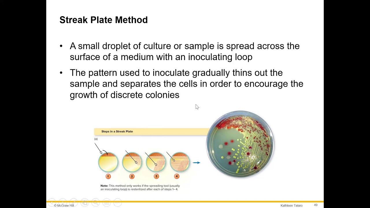 Bacterial Growth Isolation Inspection and Identification - YouTube