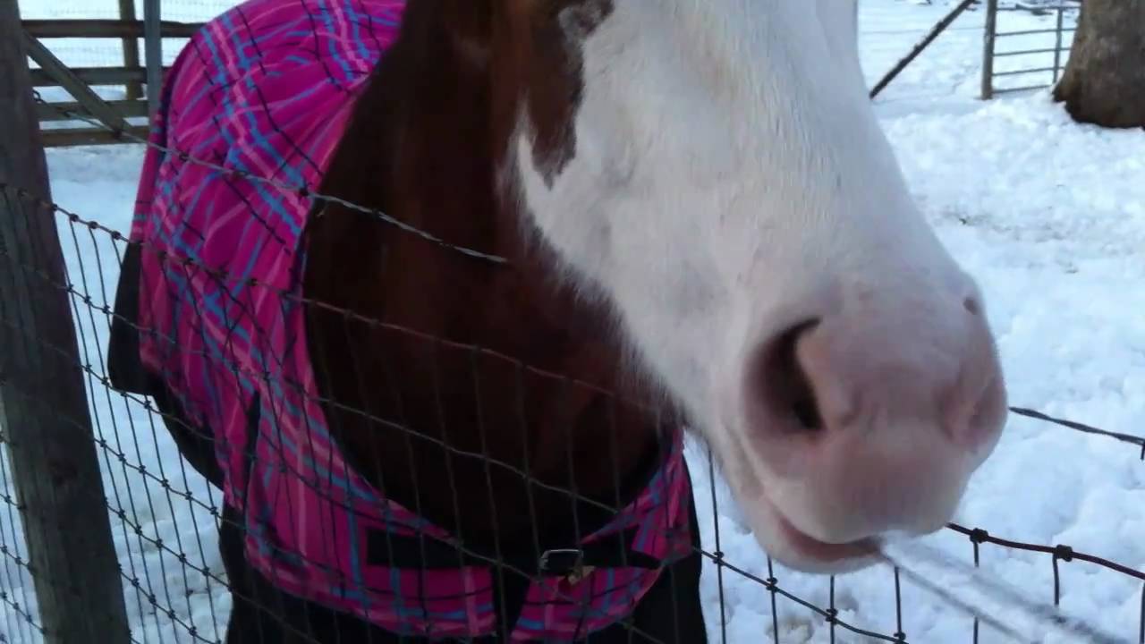 Unbroken Horse Ride Attempt - YouTube