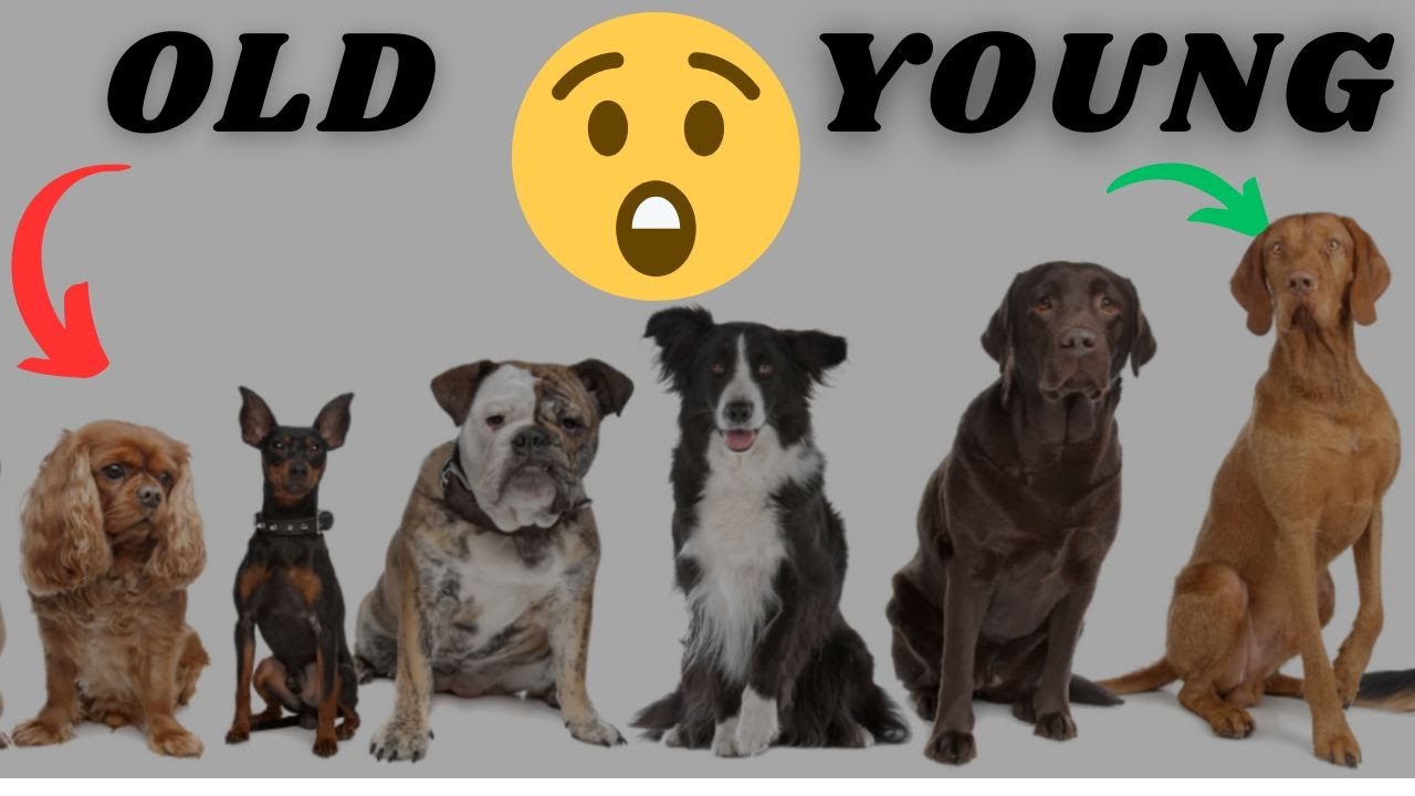 Dog Breeds: A Guide to Canine Characteristics - YouTube