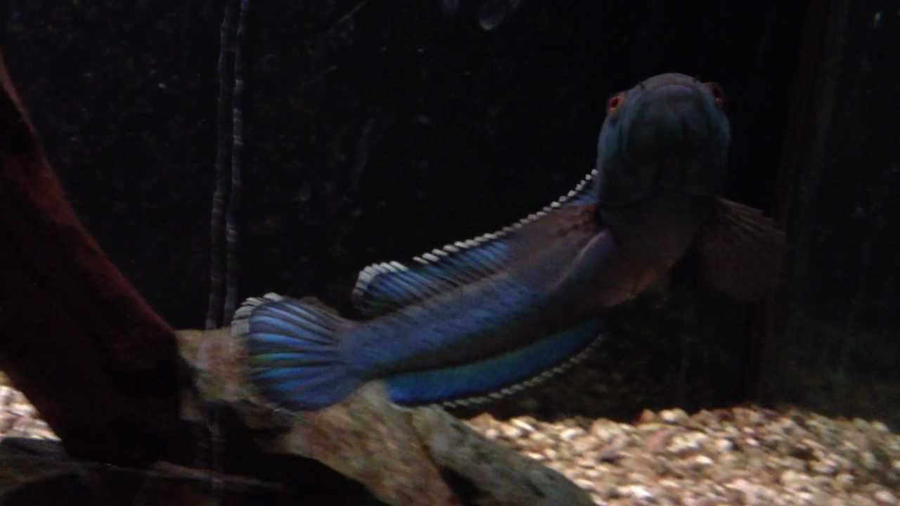 Channa sp True Blue Moonbeam Galaxy (male) - YouTube