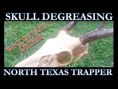 Whitetail Skull (NO BOIL) Degreasing - YouTube