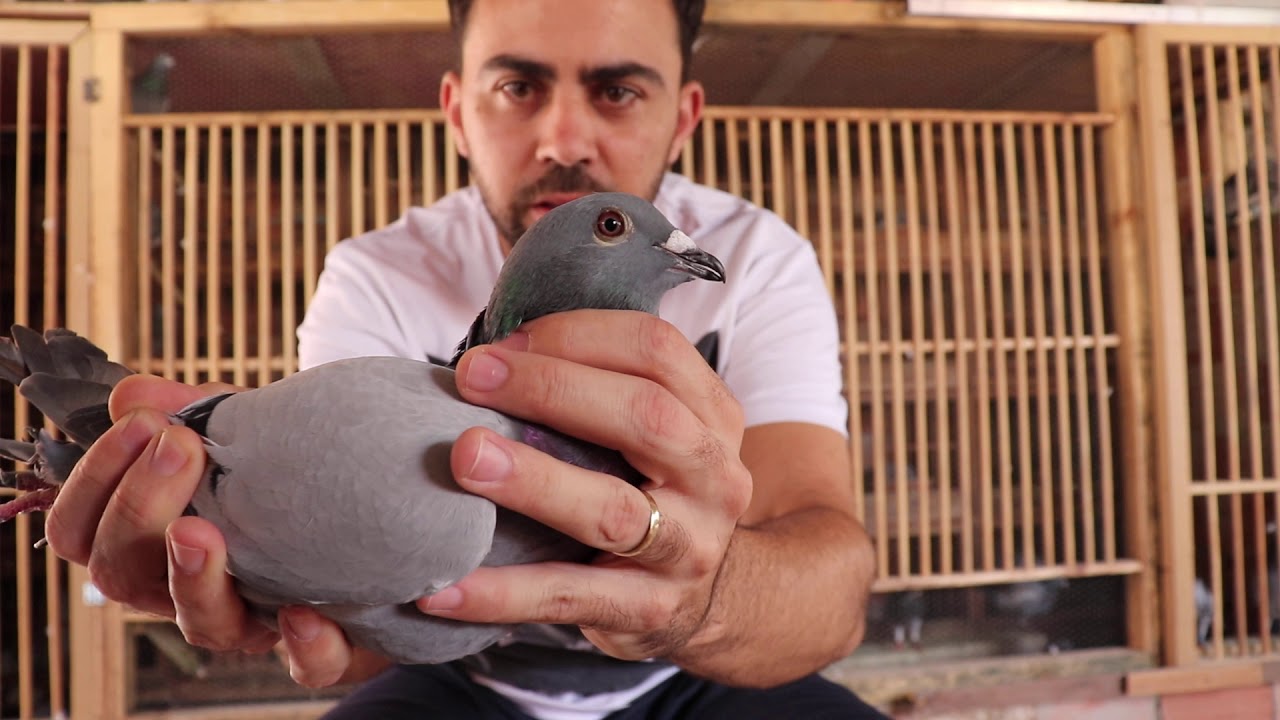 Pombo enviado para Pastor Geraldo em Es vitoria - YouTube