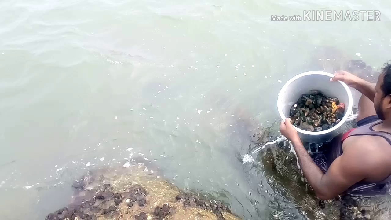 Bhavanapadu @seafood - YouTube