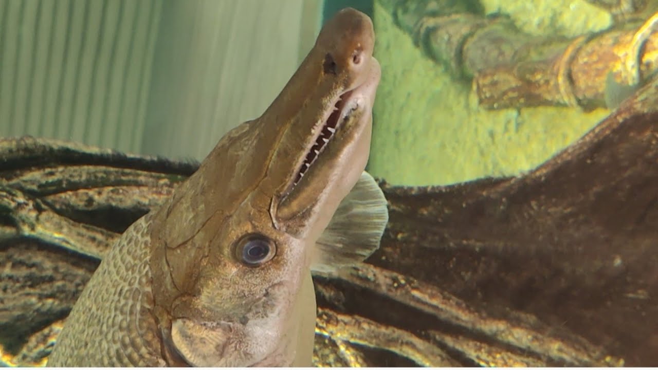 Amazing marine life! Alligator gar.. - YouTube