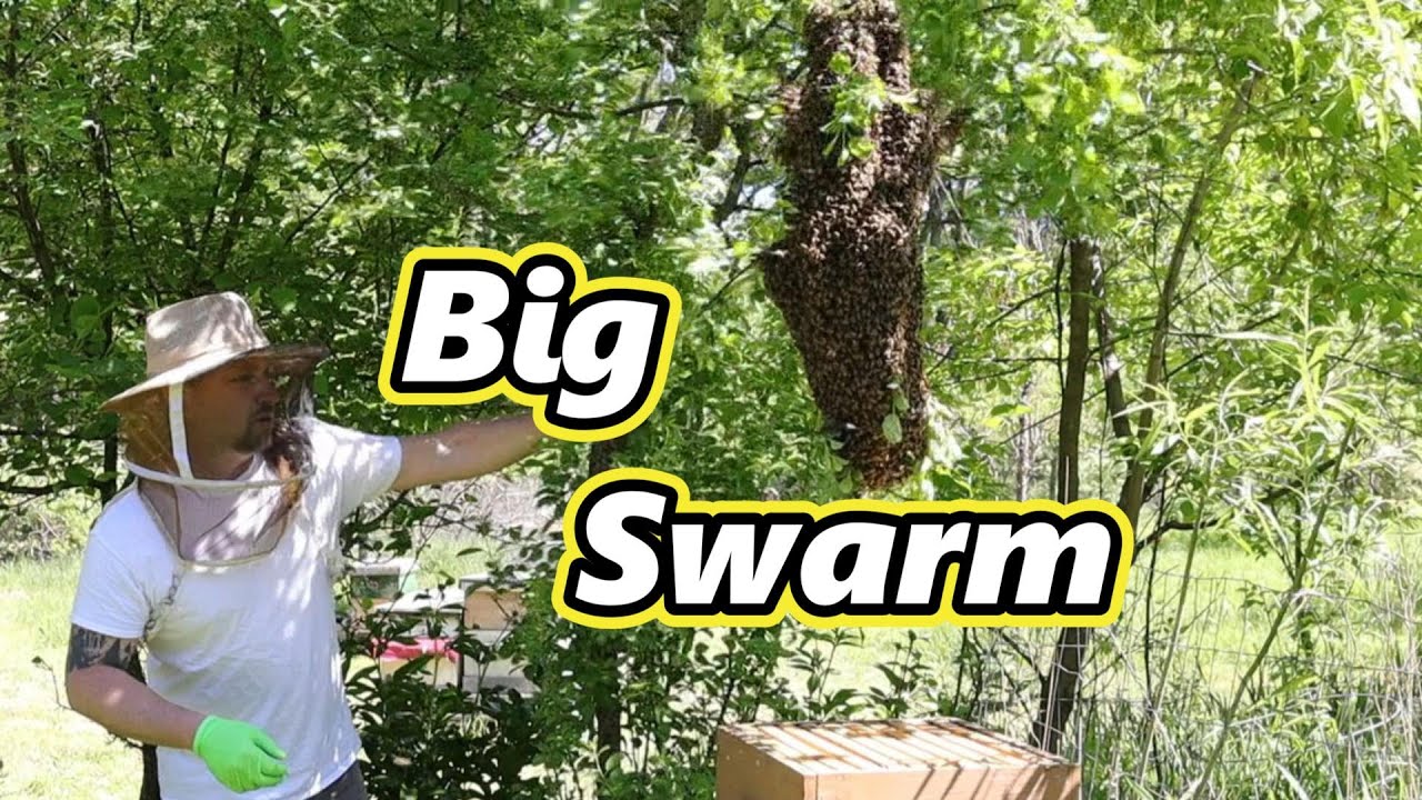 Trapped My Biggest Swarm To Date! & A Couple More - YouTube