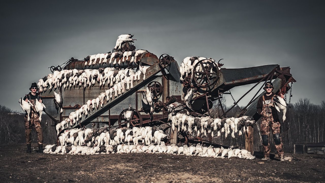 Jump Shooting 872 Snow Geese (Plus 3 Bands) - YouTube