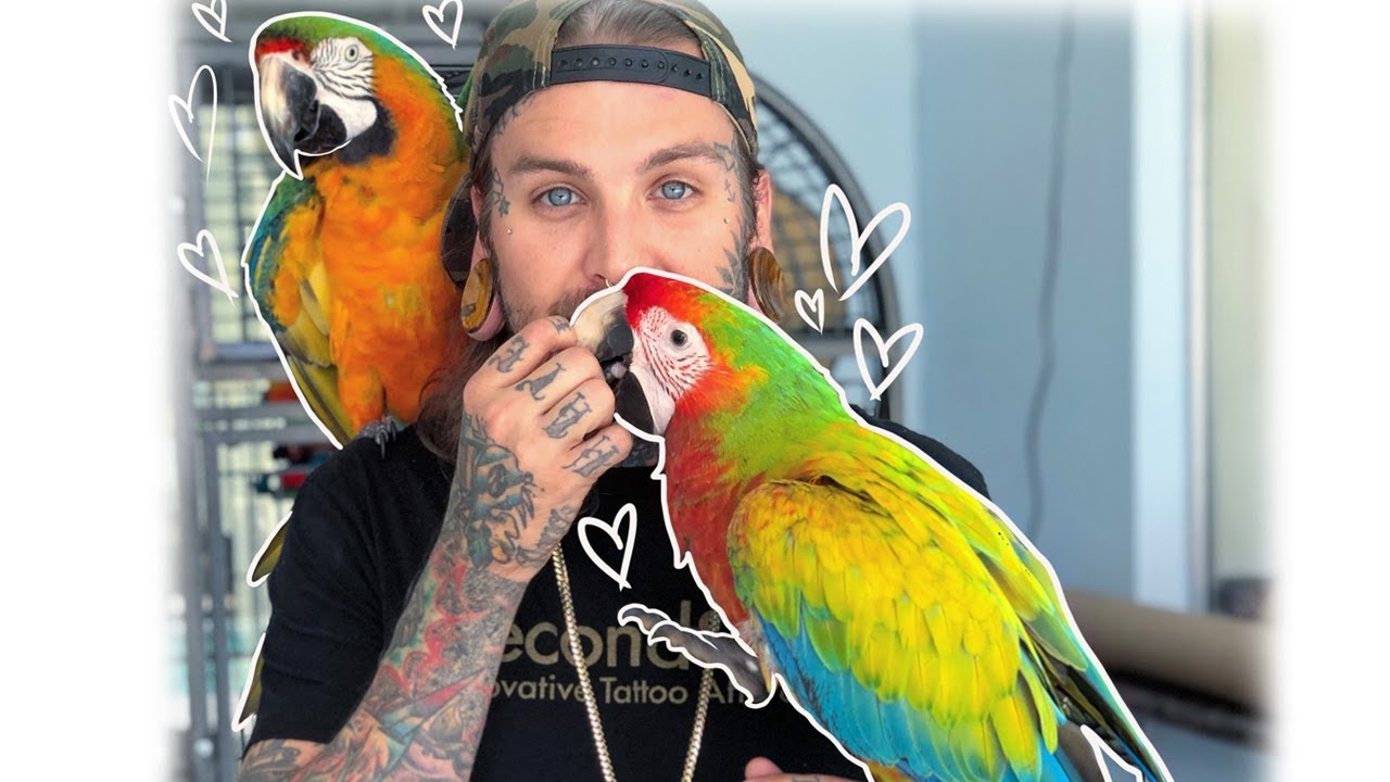 Rescuing a very scared Catalina macaw - YouTube