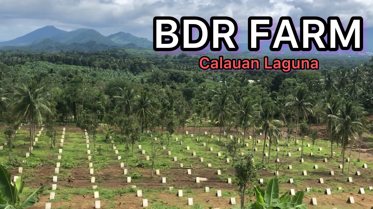 Farm visit BDR Farm of Mr. Bogie Dela Rosa at Calauan Laguna/ Big farm ...