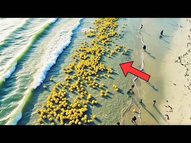 Yellow Blobs On Beach
