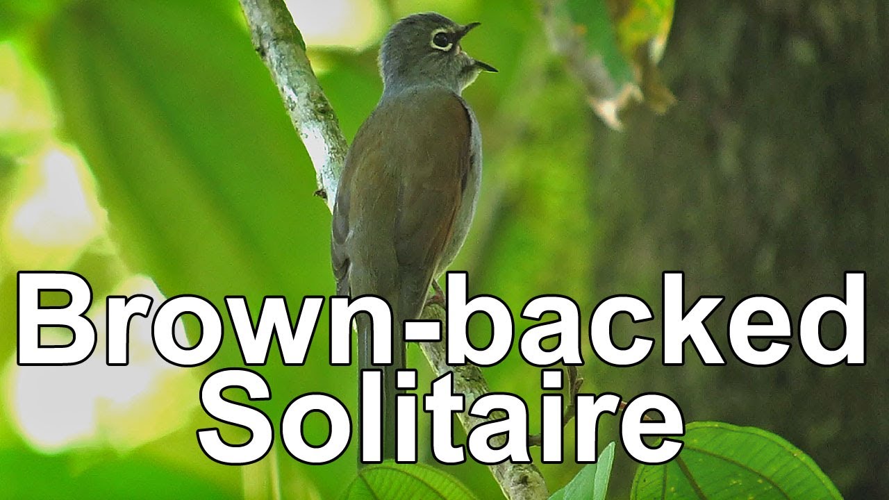 Brown-backed Solitaire - YouTube