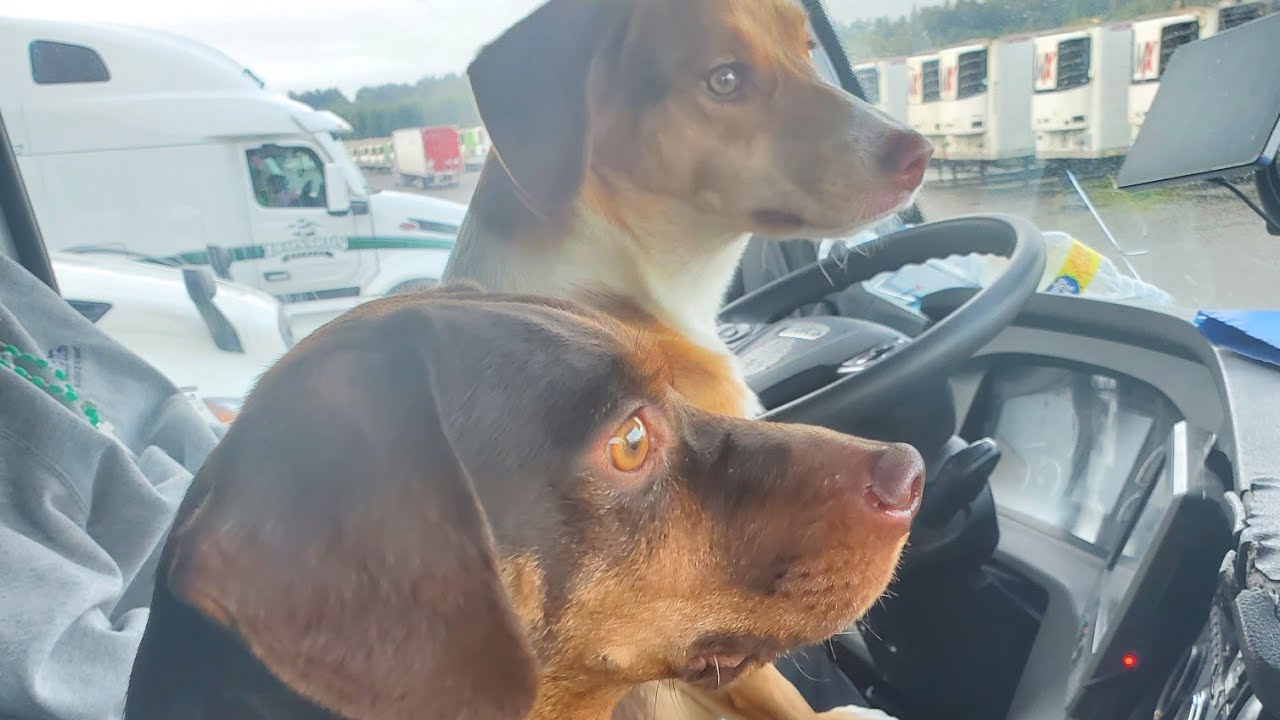 Fur Babies Day Out 🐾 - YouTube