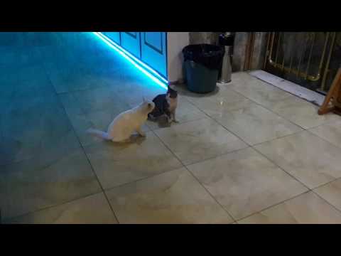 Kedilerin birbirine kur yapması #kedi