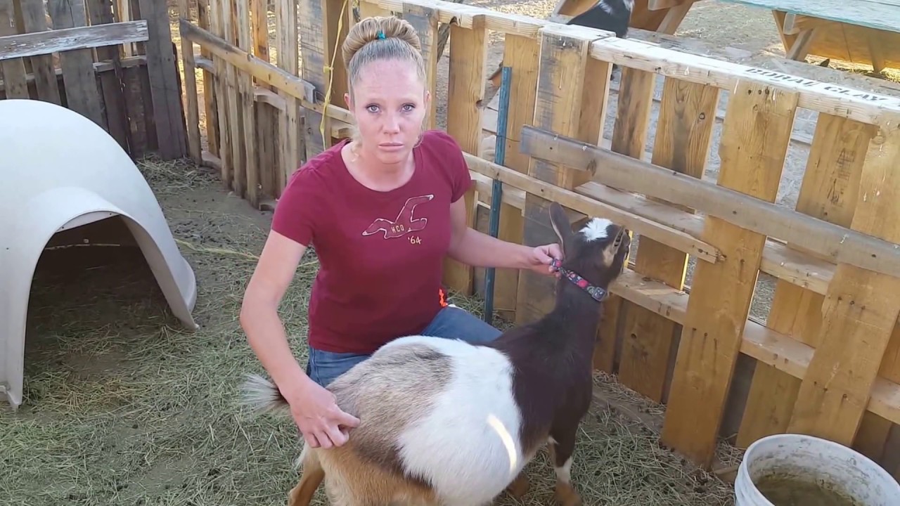 Checking A Goat's Ligaments - YouTube