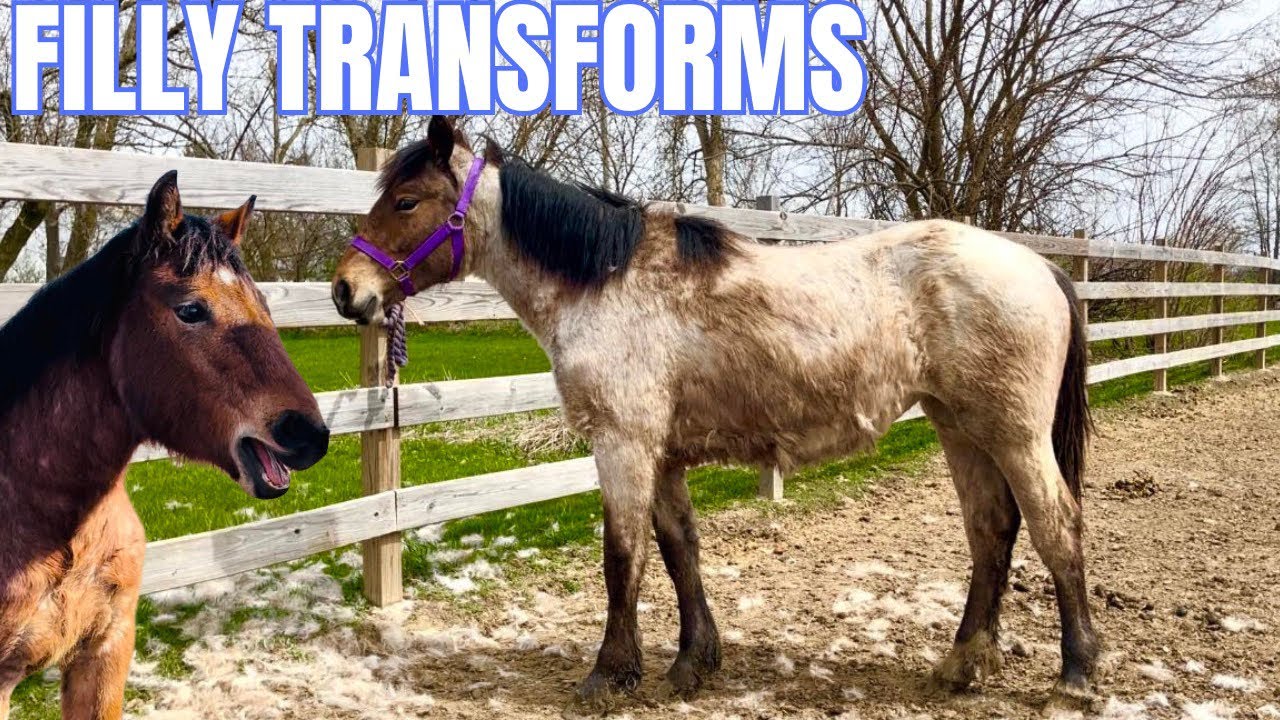 How Is This The Same Horse?! Drastic Foal Shed Out - YouTube