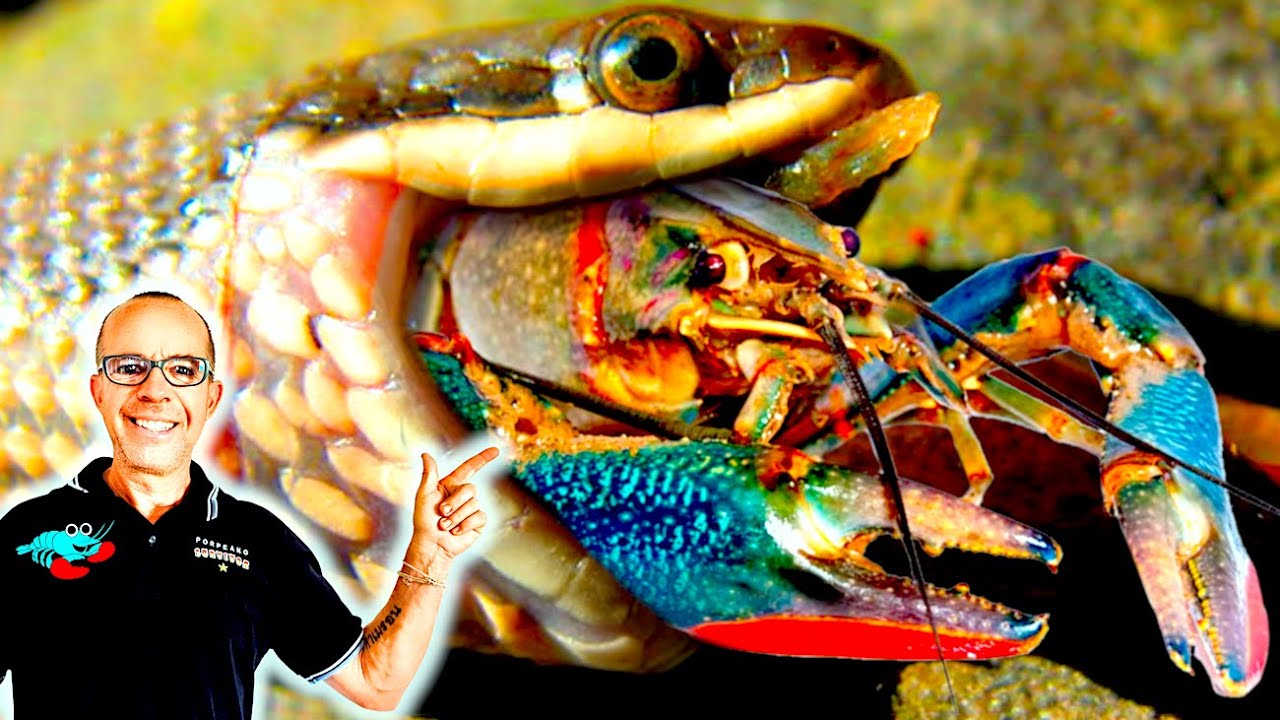 Top 10 CRAYFISH PREDATORS and How To Stop Them - YouTube