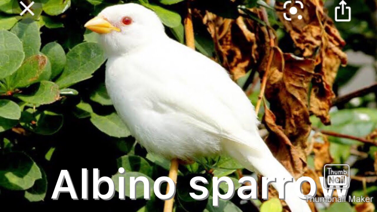 Awsome morning shoot of albino sparrow!!!!! - YouTube