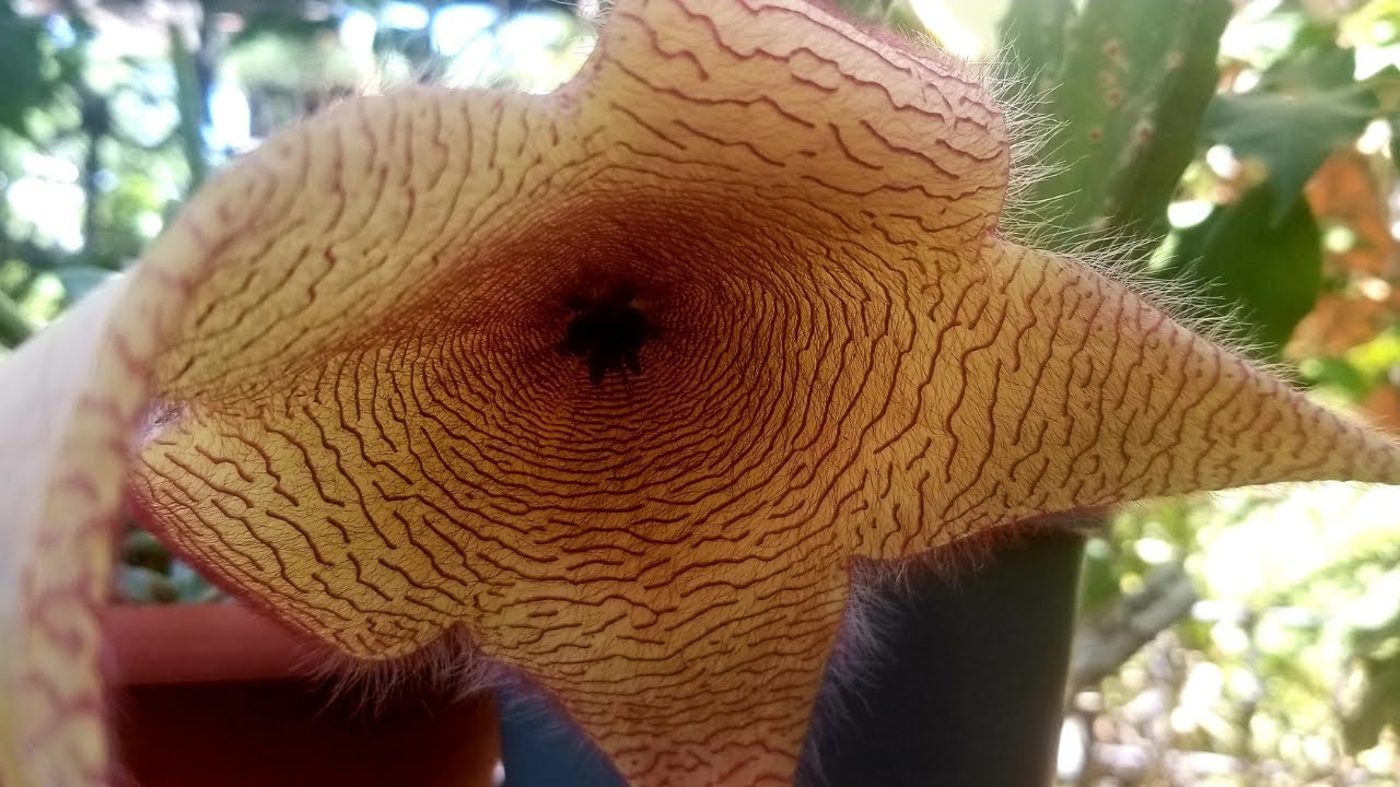 Mira esta Extraña y bella flor de cactus. - YouTube