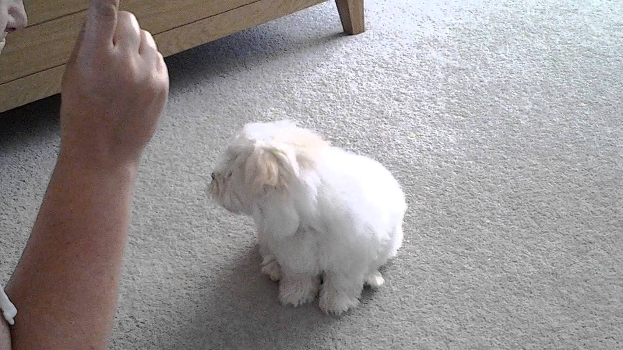 Bella our Teddy Bear Puppy in training! (Video 2) - YouTube