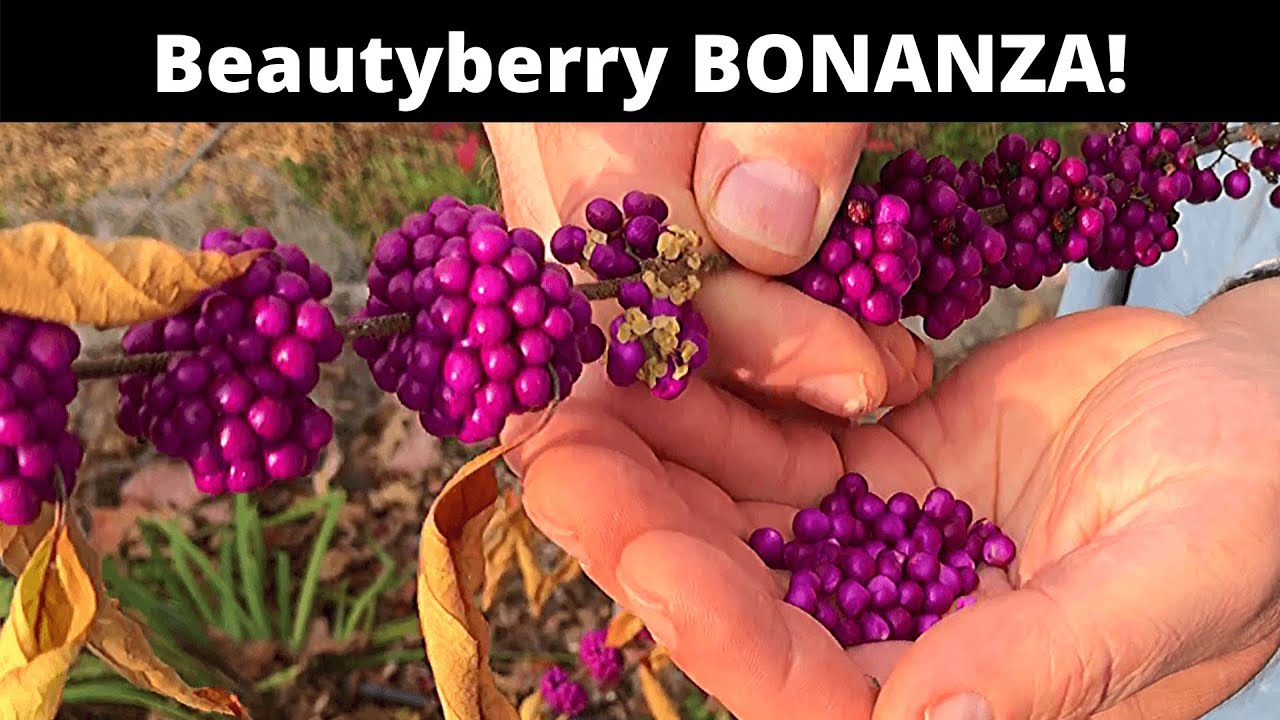 Beautyberry: grow and eat a SPECTACULAR berry - YouTube