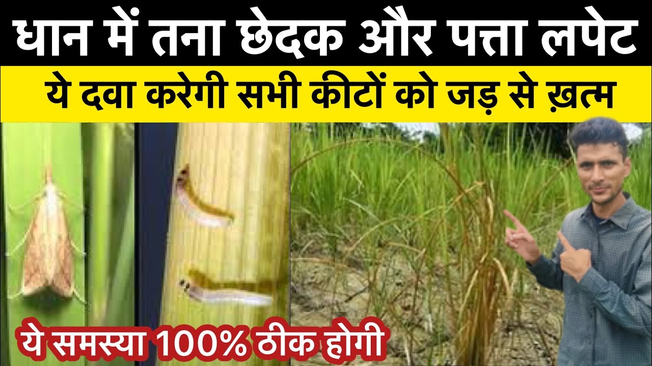धान में तना छेदक व् पत्ता लपेट रोकथम और उपचार|Dhan me Patta Lapet ki ...