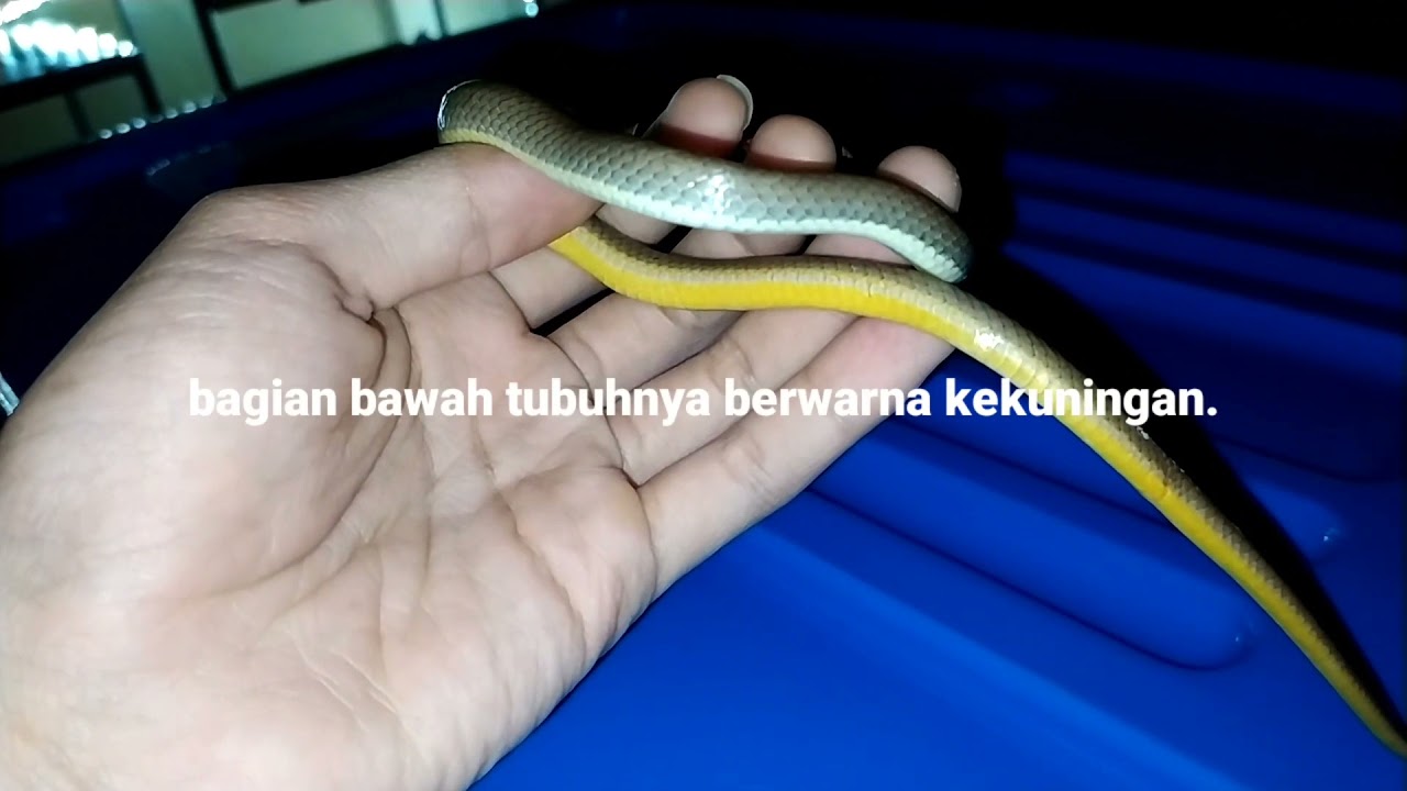 Liopeltis tricolor / ular lidi ( si pemakan serangga ) #ularlidi # ...