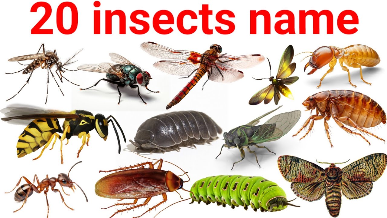 Insects name in English and Hindi l kide makodon ke naam l Different ...