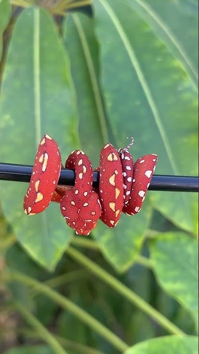 MJ-22-01 Pure Biak Locality Green Tree Python I produced earlier this ...