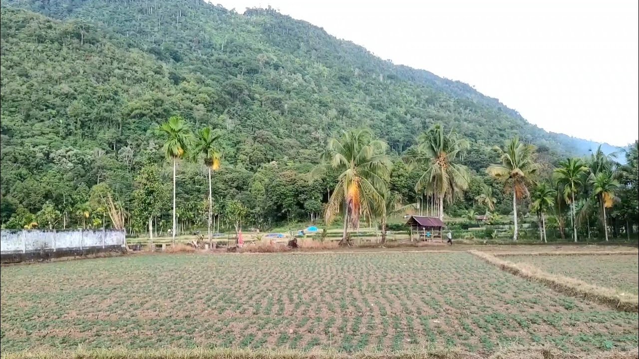 KEINDAHAN ALAM DESAKU‼️SEJUK DAN DAMAI - YouTube