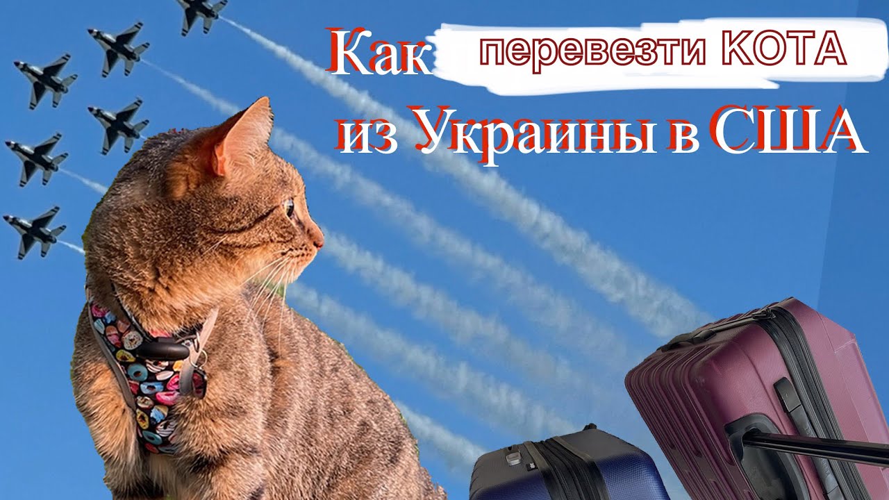 как перевезти кота из Украины в США Youtube