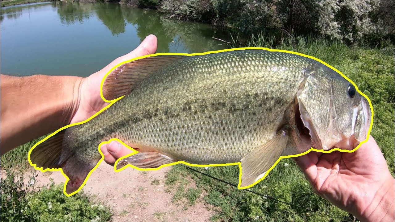 BIG Bass at Runyon Wildlife Area! (Fountain Lake) - YouTube