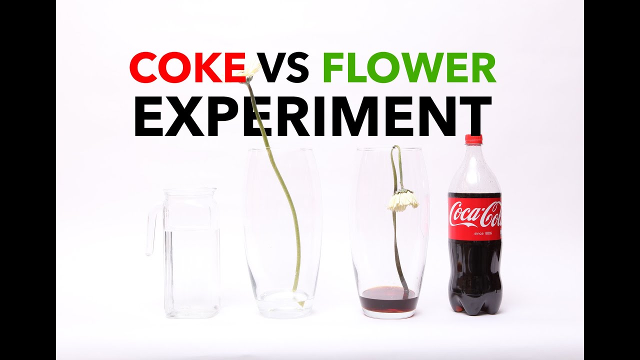 What does Coca Cola to a flower? - YouTube