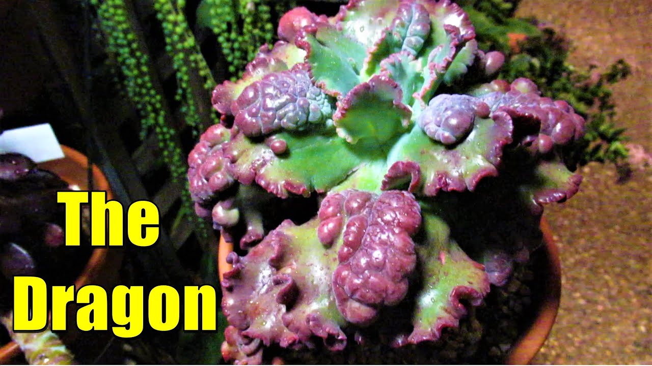 Echeveria Red Dragon | VLOG #33 Succulents & Coffee w/ Liz - YouTube