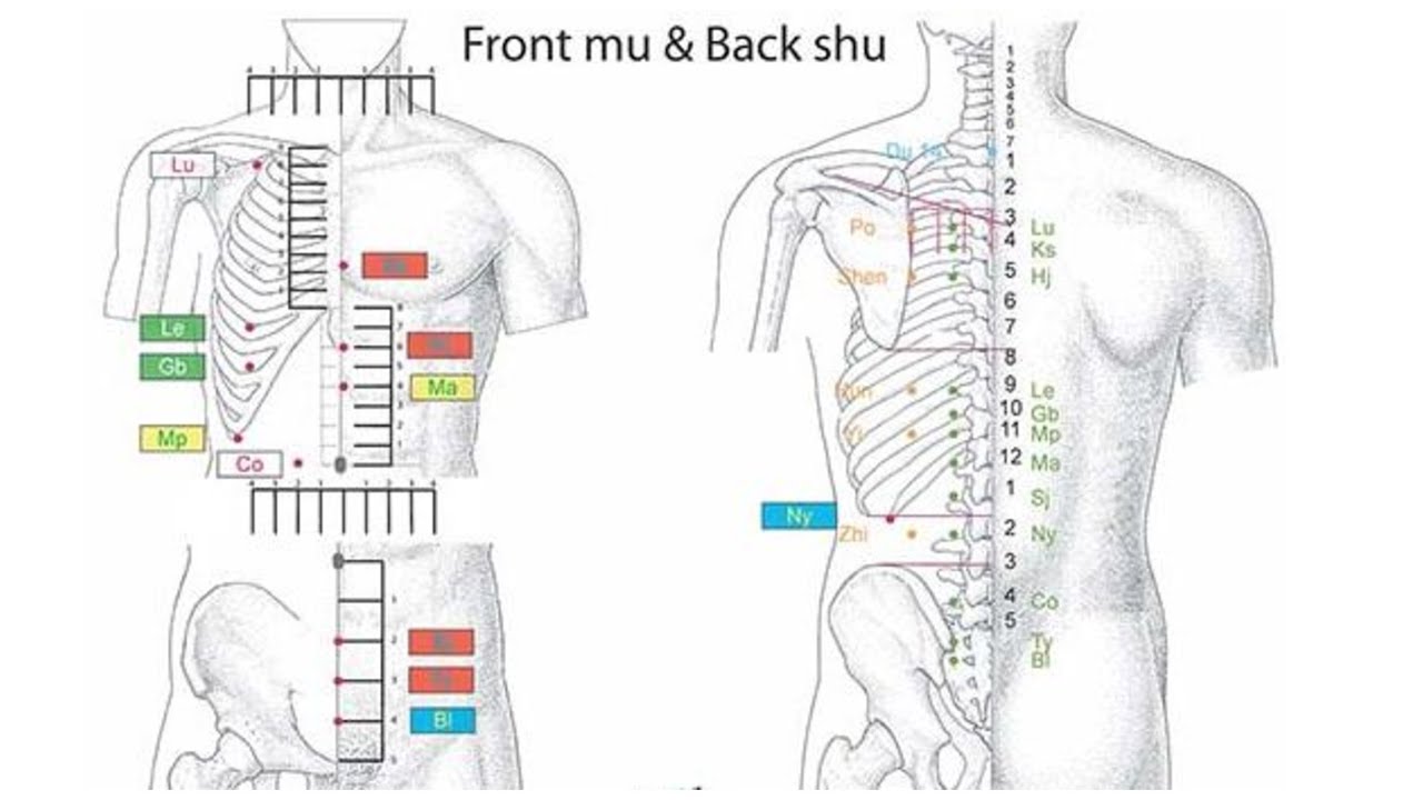 DIAGNOSTIC IMPORTANCE OF FRONT MU & BACK SHU POINTS - YouTube